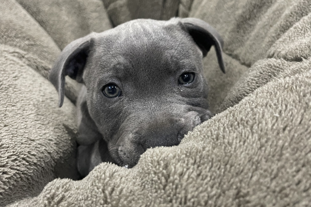 Staffy Dog Breed: A Comprehensive Guide to the Staffordshire Bull ...