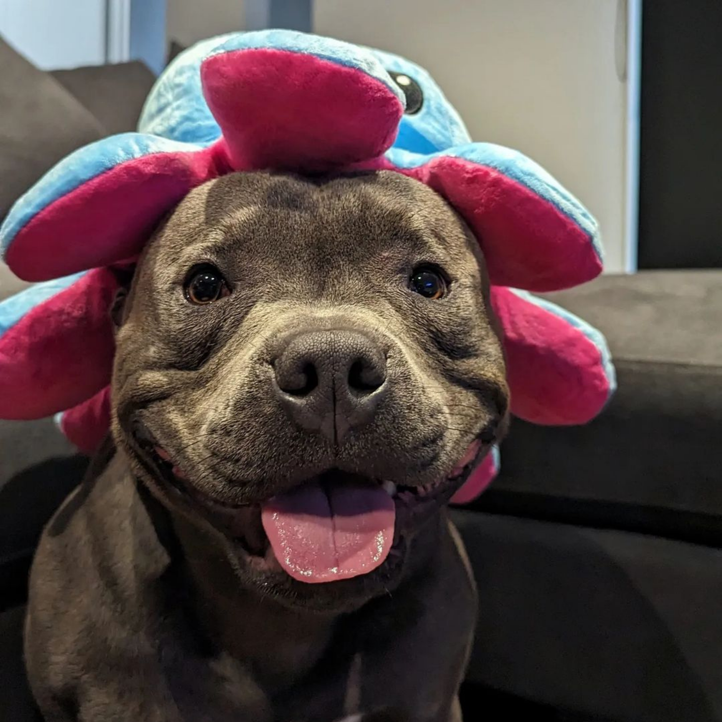 Staffy Cross Breeds Guide: Discover the Most Popular Staffordshire Bul ...