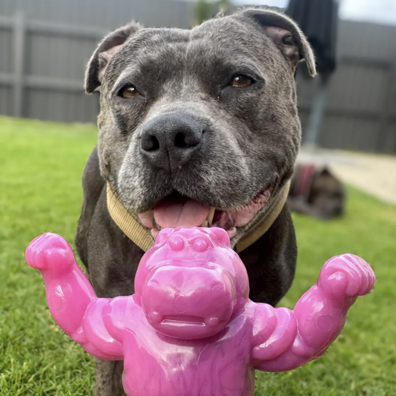 Staffy Dog Breed: A Comprehensive Guide to the Staffordshire Bull ...