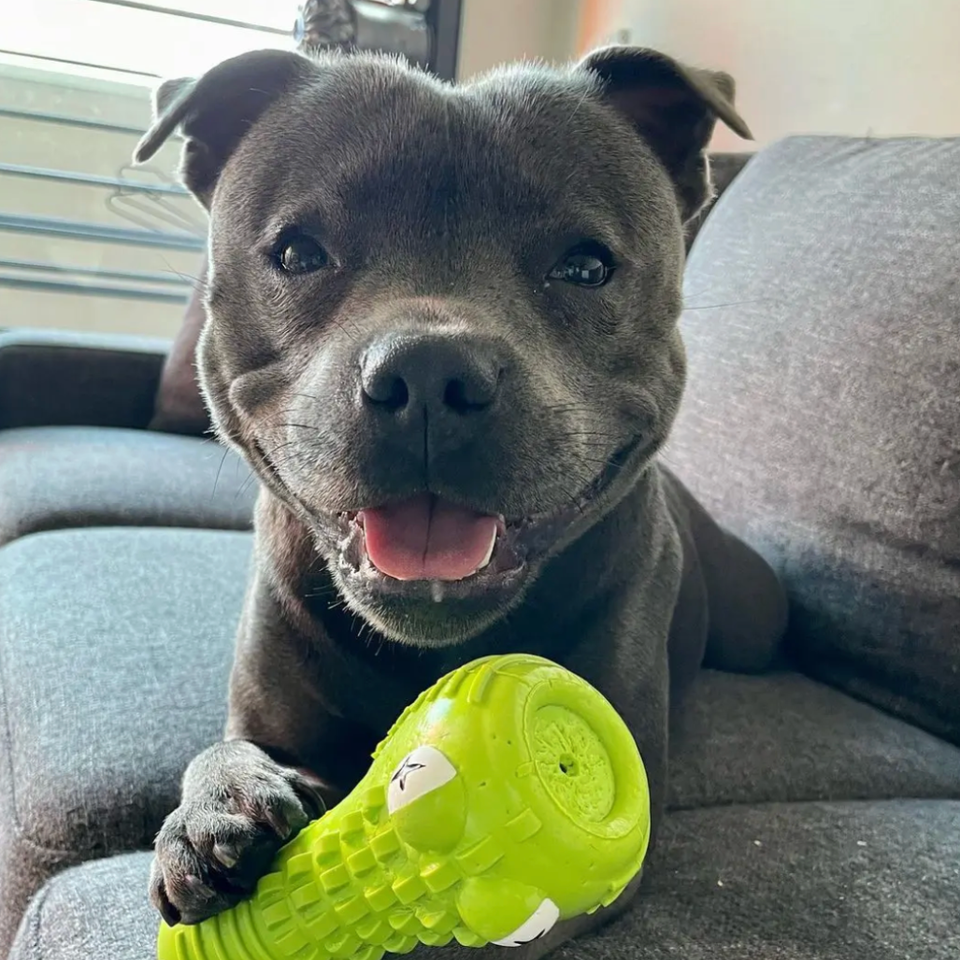 5 Skincare Solutions For Your Staffy Skin Issues! – Happy Staffy Co.