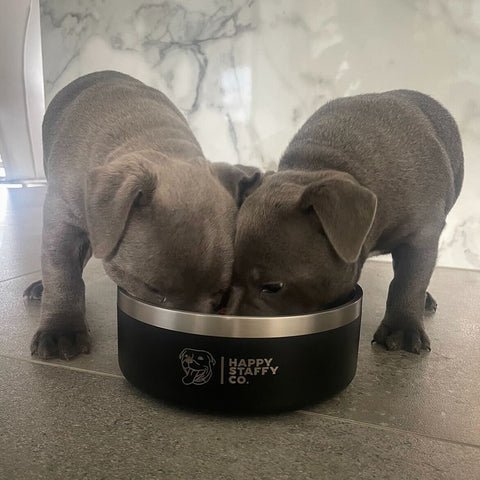 Stainless Steel Dog Bowls | Happy Staffy Co.