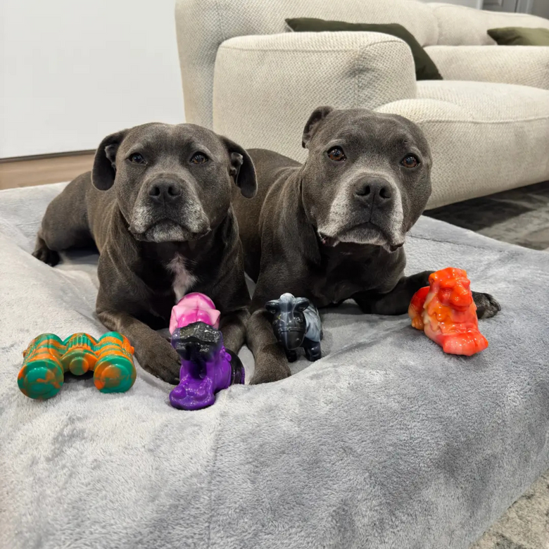 Staffy Cross Breeds Guide: Discover the Most Popular Staffordshire Bul ...