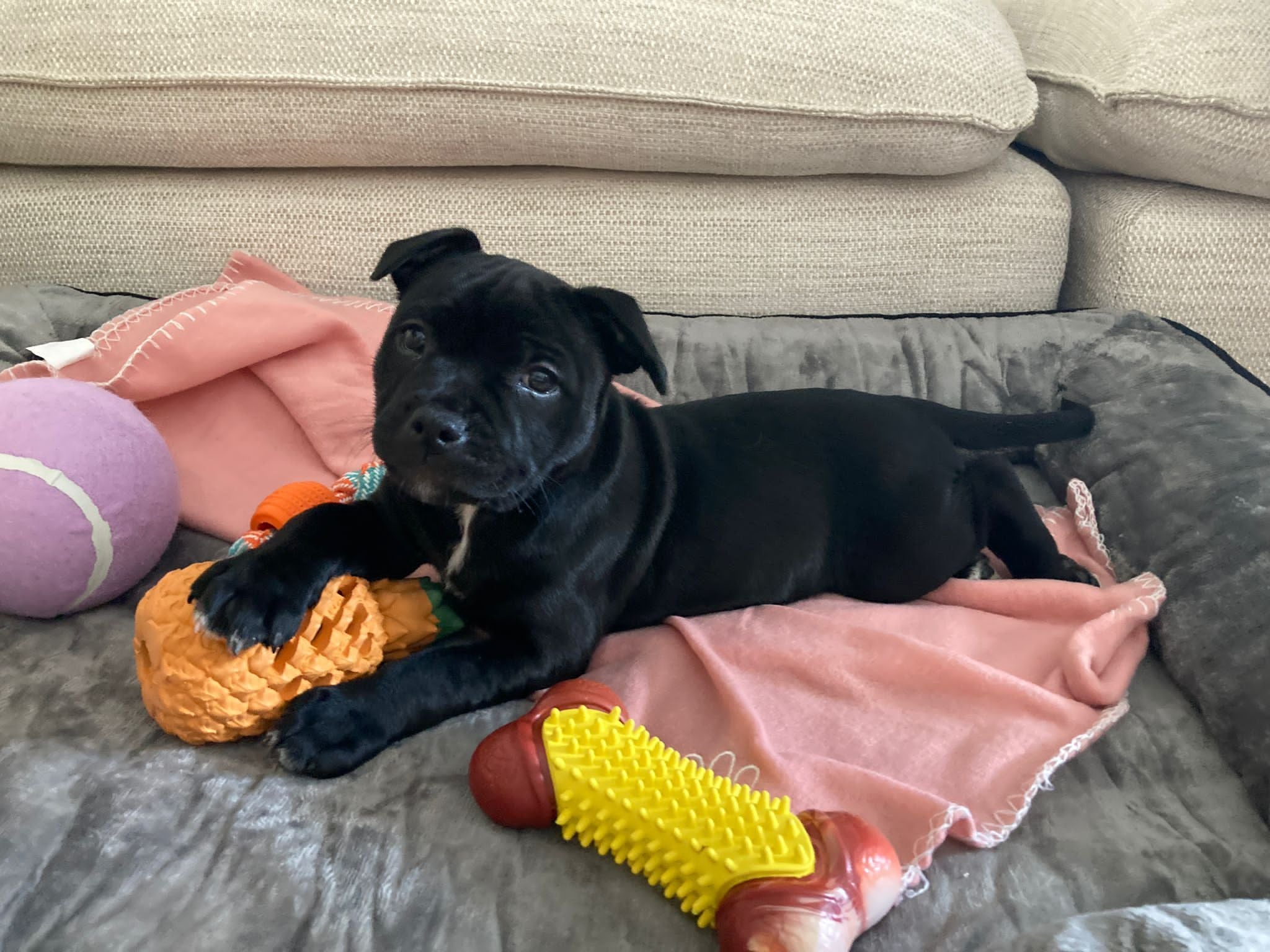 What Is an Orthopedic Memory Foam Dog Bed? | Happy Staffy Co.