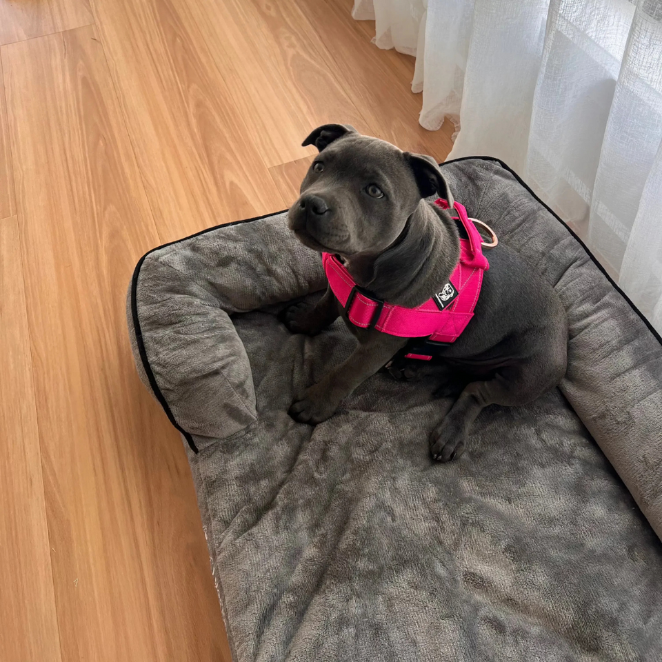 Staffy Cross Breeds Guide: Discover the Most Popular Staffordshire Bul ...