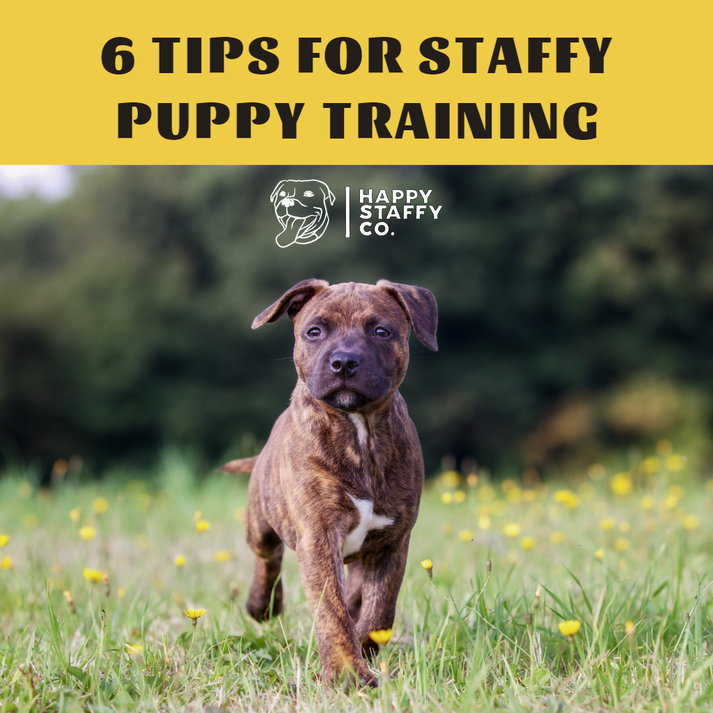 6 TIPS FOR STAFFY PUPPY TRAINING – Happy Staffy Co.