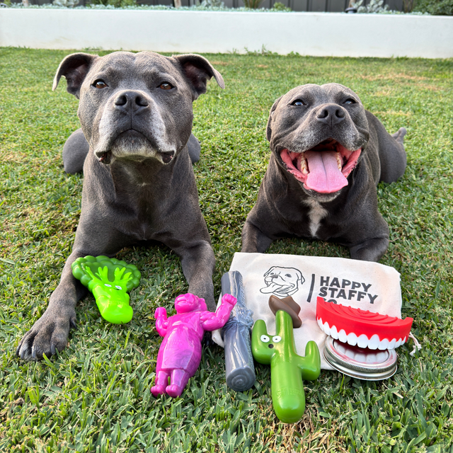 5 Skincare Solutions For Your Staffy Skin Issues! – Happy Staffy Co.