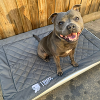 Staffy Dog Breed: A Comprehensive Guide to the Staffordshire Bull ...