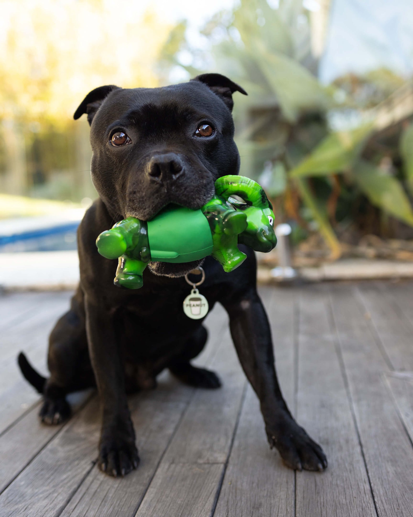 Happy the Staffy – Happy Staffy Co.
